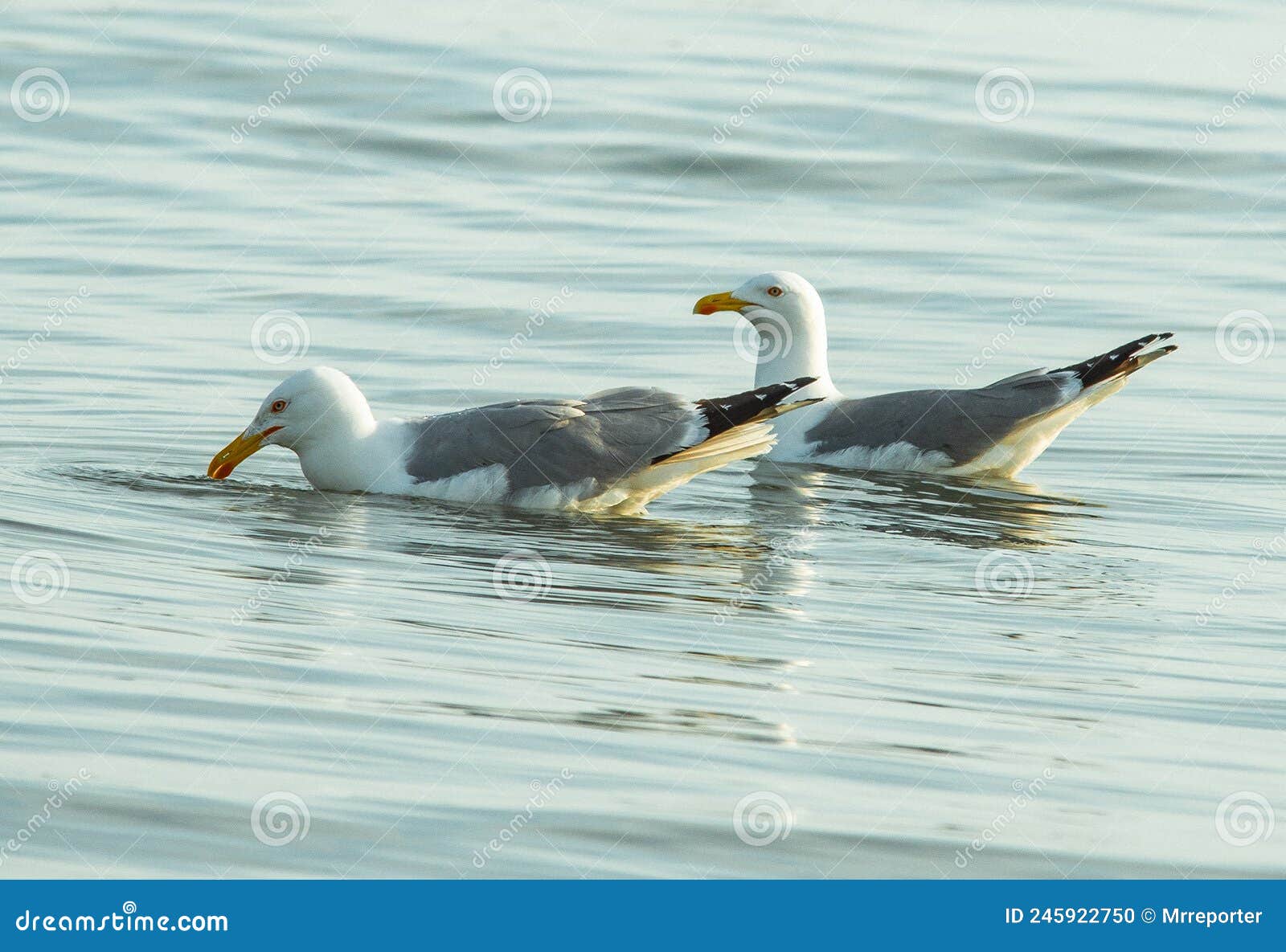 The Caspian Gull Larus Cachinnans Birds Pair Stock Photo - Image of ...
