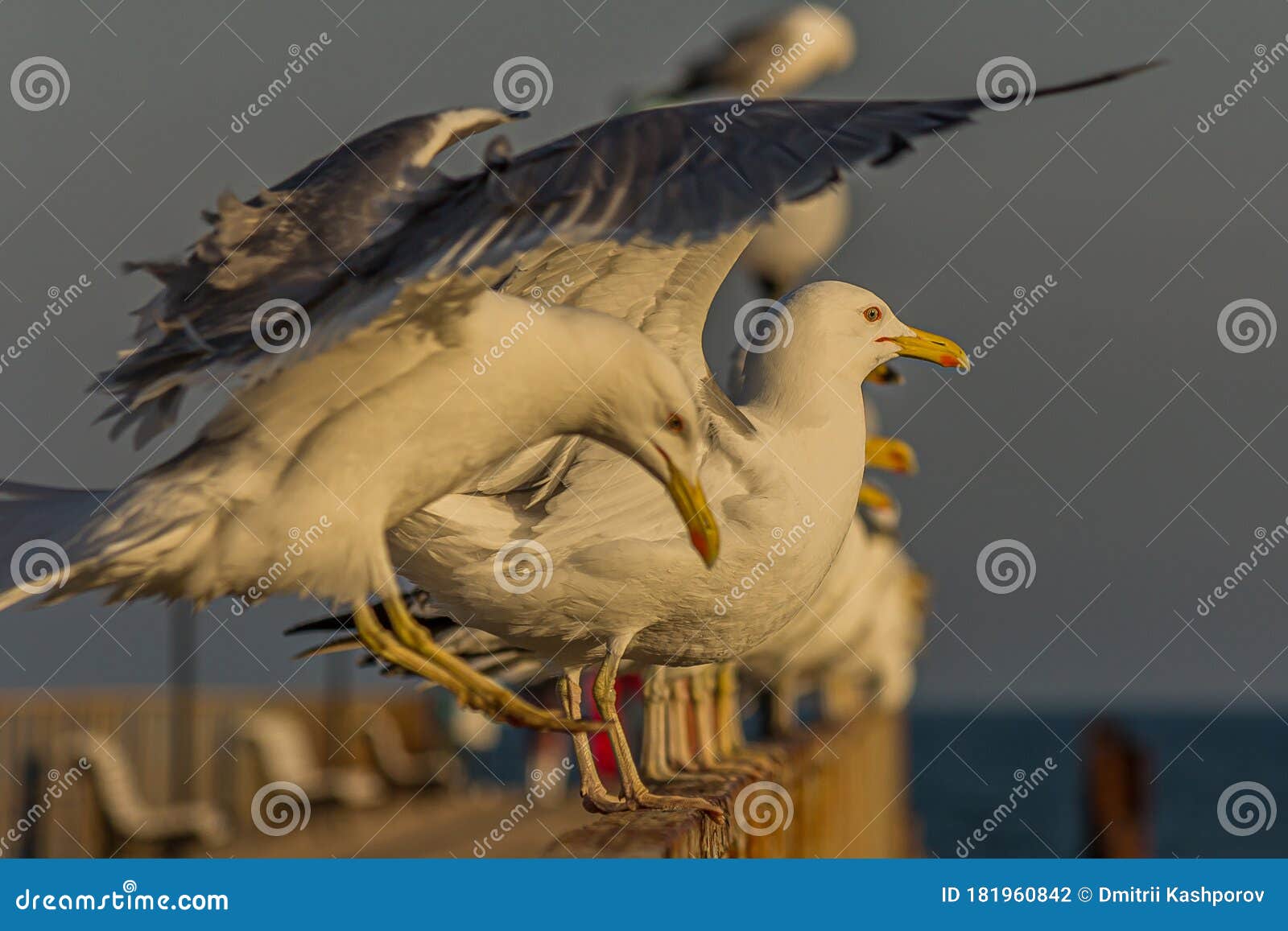 The Caspian Gull Larus Cachinnans is a Large Gull and a Member of the ...