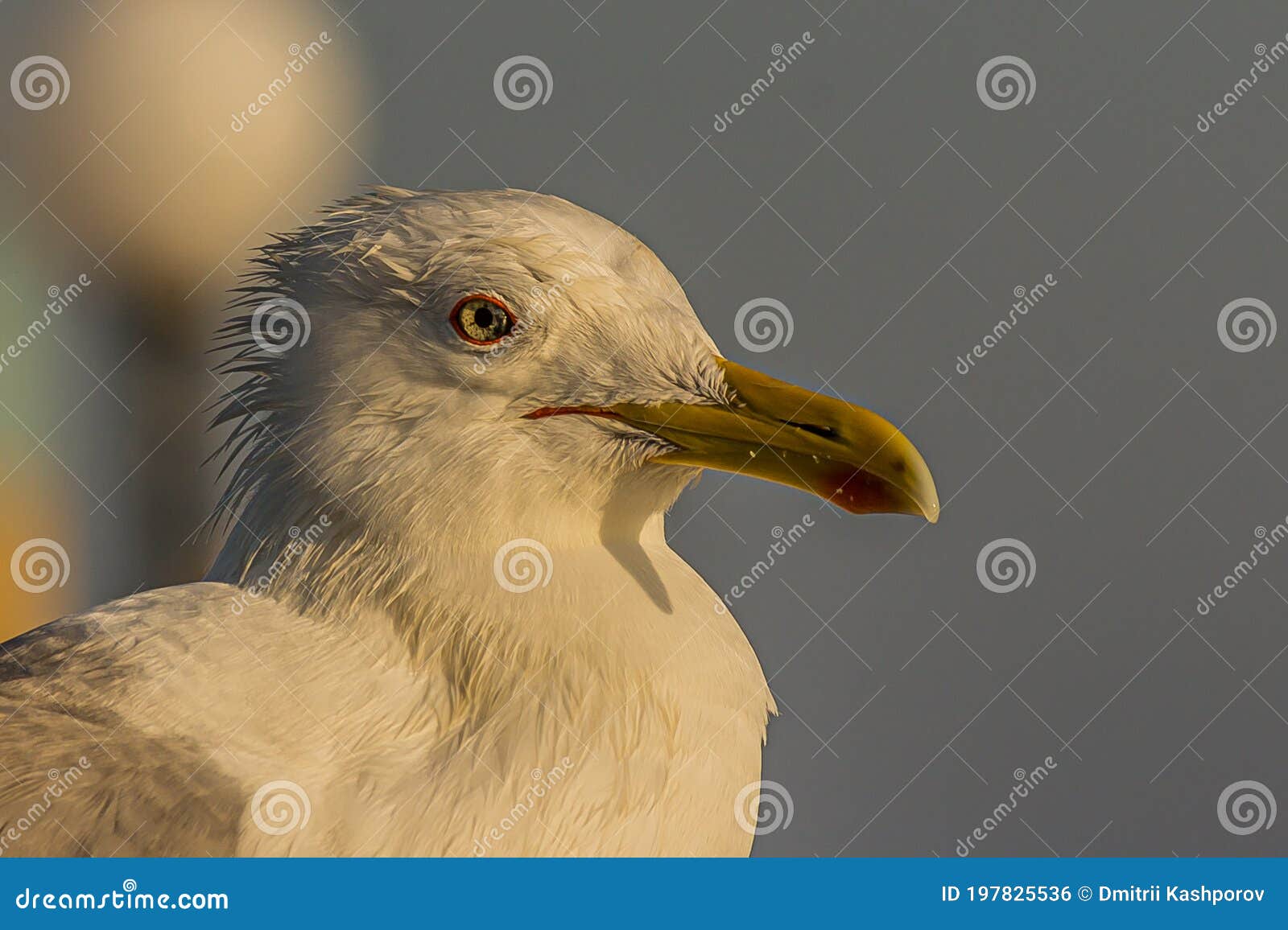 The Caspian Gull Larus Cachinnans is a Large Gull and a Member of the ...