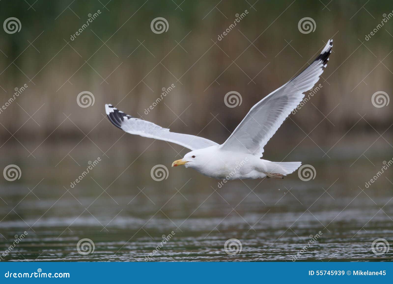 Caspian Gull, Larus Cachinnans Stock Image - Image of animal, caspian ...