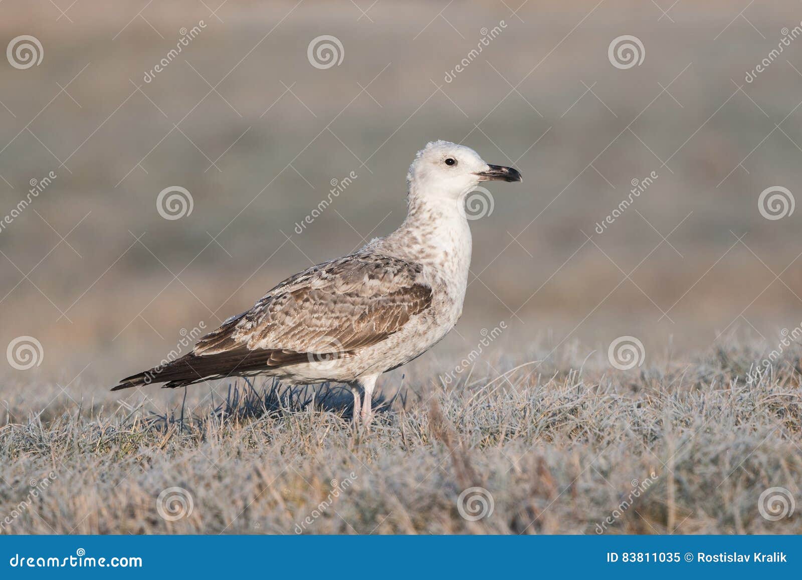 Caspian Gull Larus Cachinnans Stock Image - Image of grassland ...