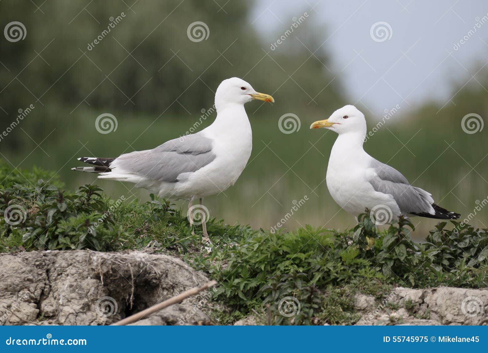 Caspian Gull, Larus Cachinnans Stock Image - Image of water, wetland ...