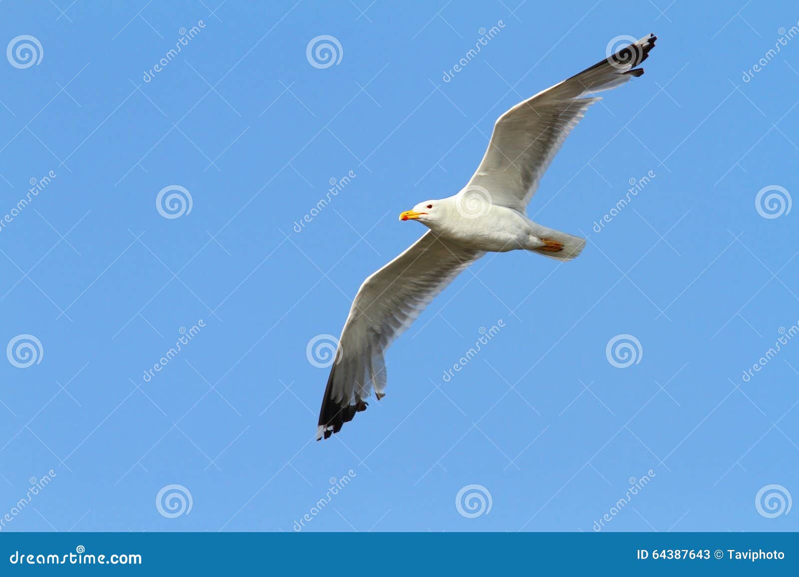 Caspian Gull Over Colorful Sky Stock Image - Image of elegant, flight ...