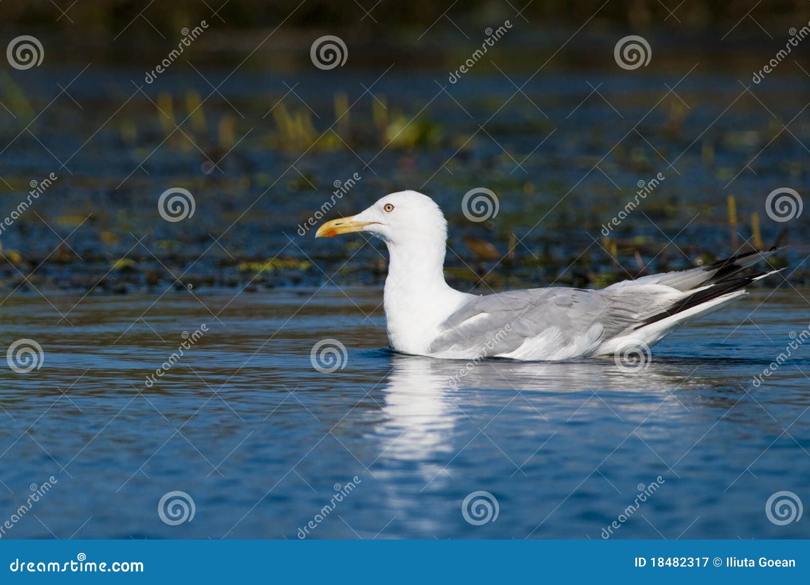 Caspian Gull on water stock image. Image of gull, adult - 18482317