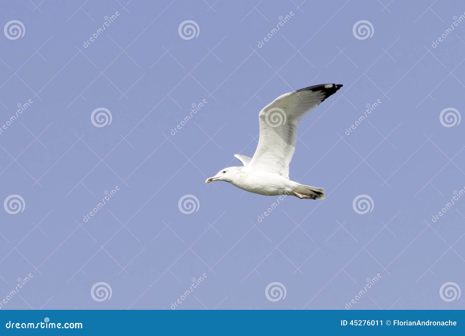 Caspian Gull or Yellow Legged Gull in Flight / Larus Cachinnans Stock ...