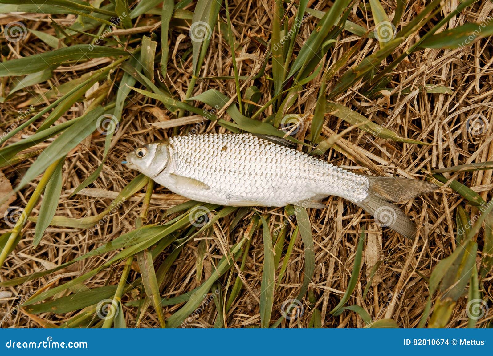 Vobla Rutilus Stock Photos - Free & Royalty-Free Stock Photos from ...