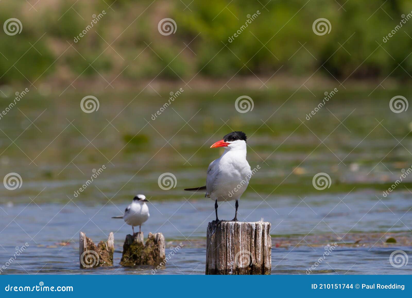 Caspian Tern and Common Tern Sitting Side by Side Stock Photo - Image ...