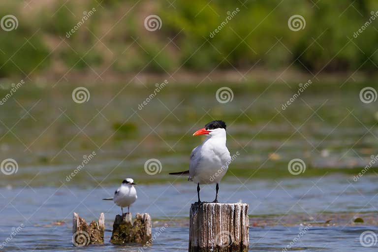 Caspian Tern and Common Tern Sitting Side by Side Stock Photo - Image ...