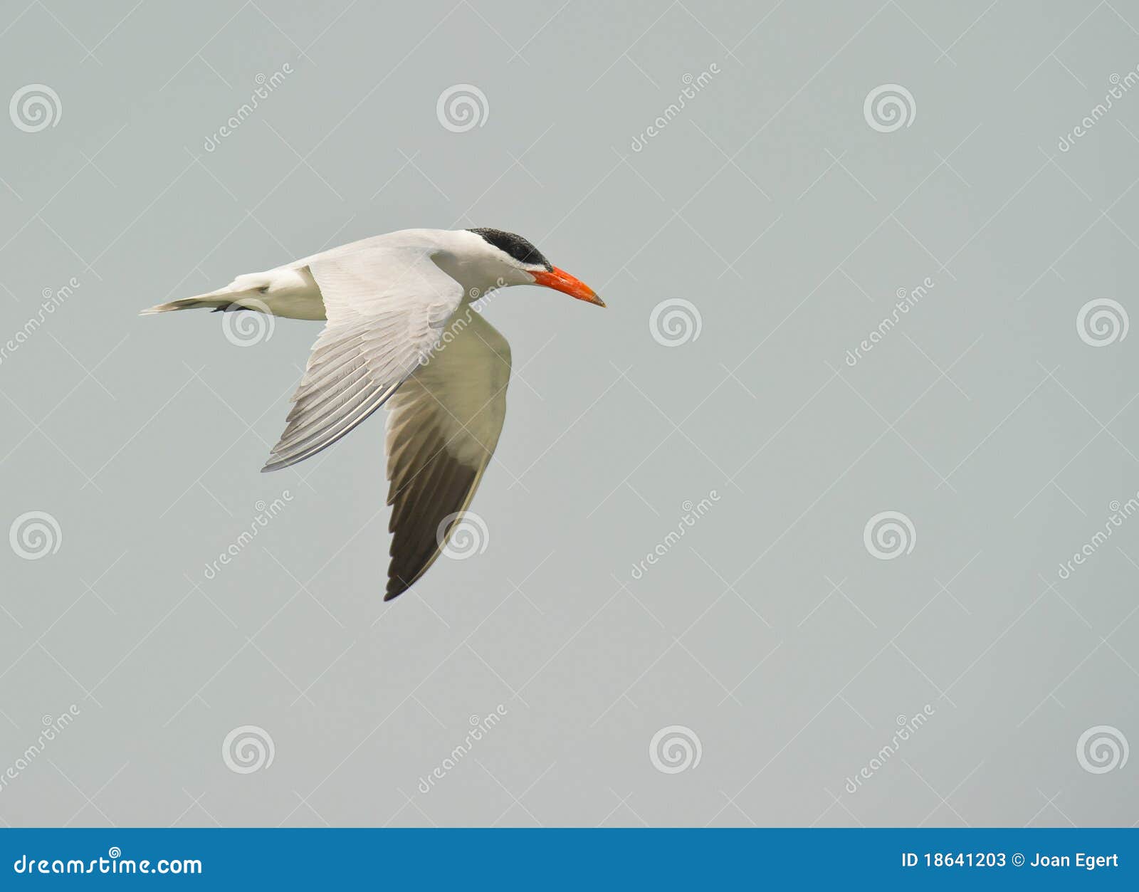 Caspian Tern in flight stock image. Image of diving, gambia - 18641203 Caspian Tern in flight stock image. Image of diving, gambia - 18641203