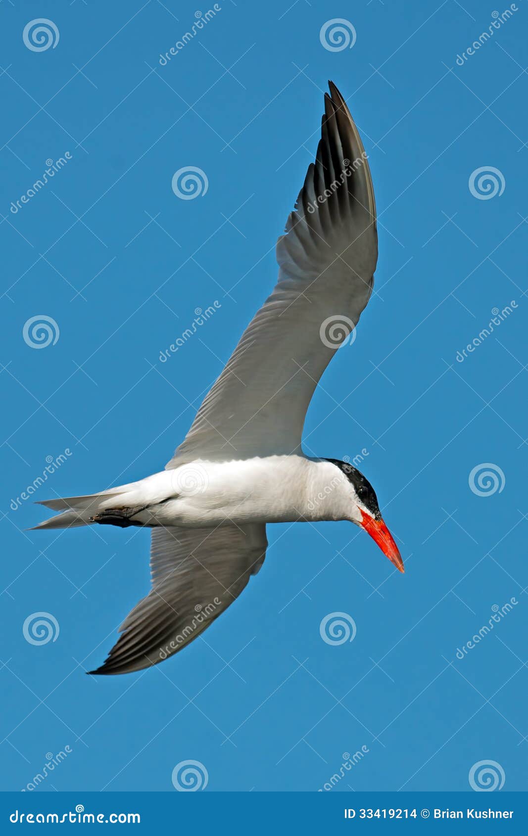 Caspian Tern in Flight stock photo. Image of blue, flying - 33419214