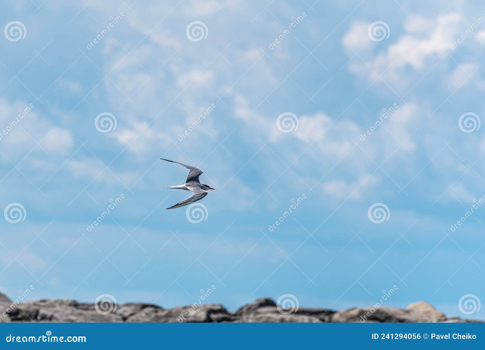 Caspian tern stock photo. Image of black, tern, blue - 241294056
