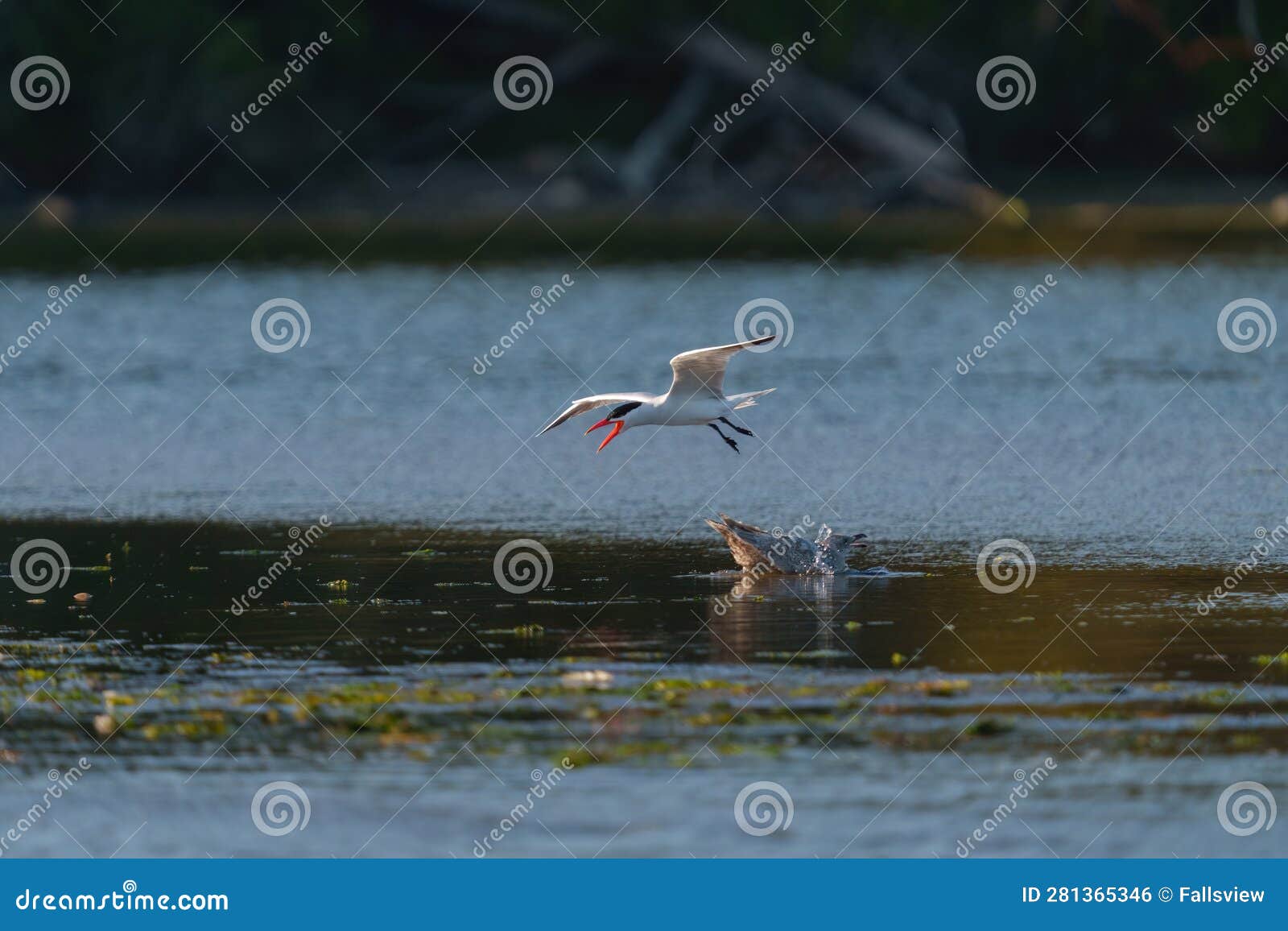 Caspian Tern Flying at Seaside Beach Stock Photo - Image of waterbird ...