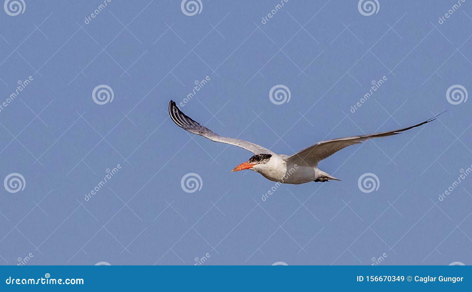 Caspian Tern Hovering stock image. Image of caspia, wildlife - 156670349