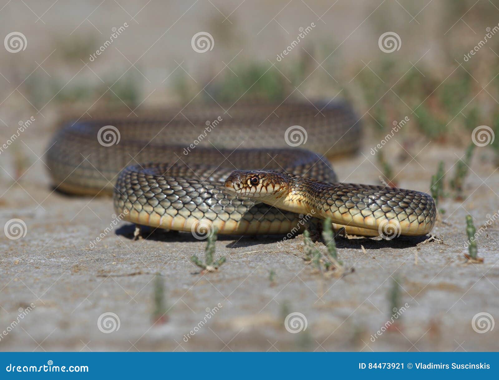 Caspian Whip Snake - Dolichophis Caspius Also Coluber Caspius, Known As ...