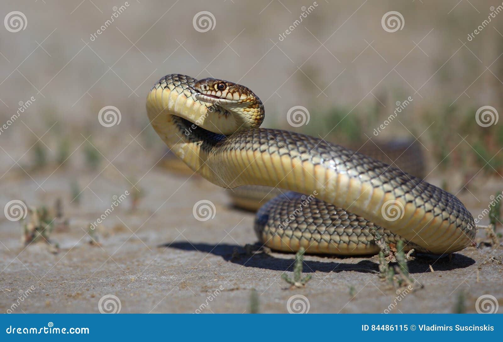 Caspian Whip Snake - Dolichophis Caspius Also Coluber Caspius, Known As ...