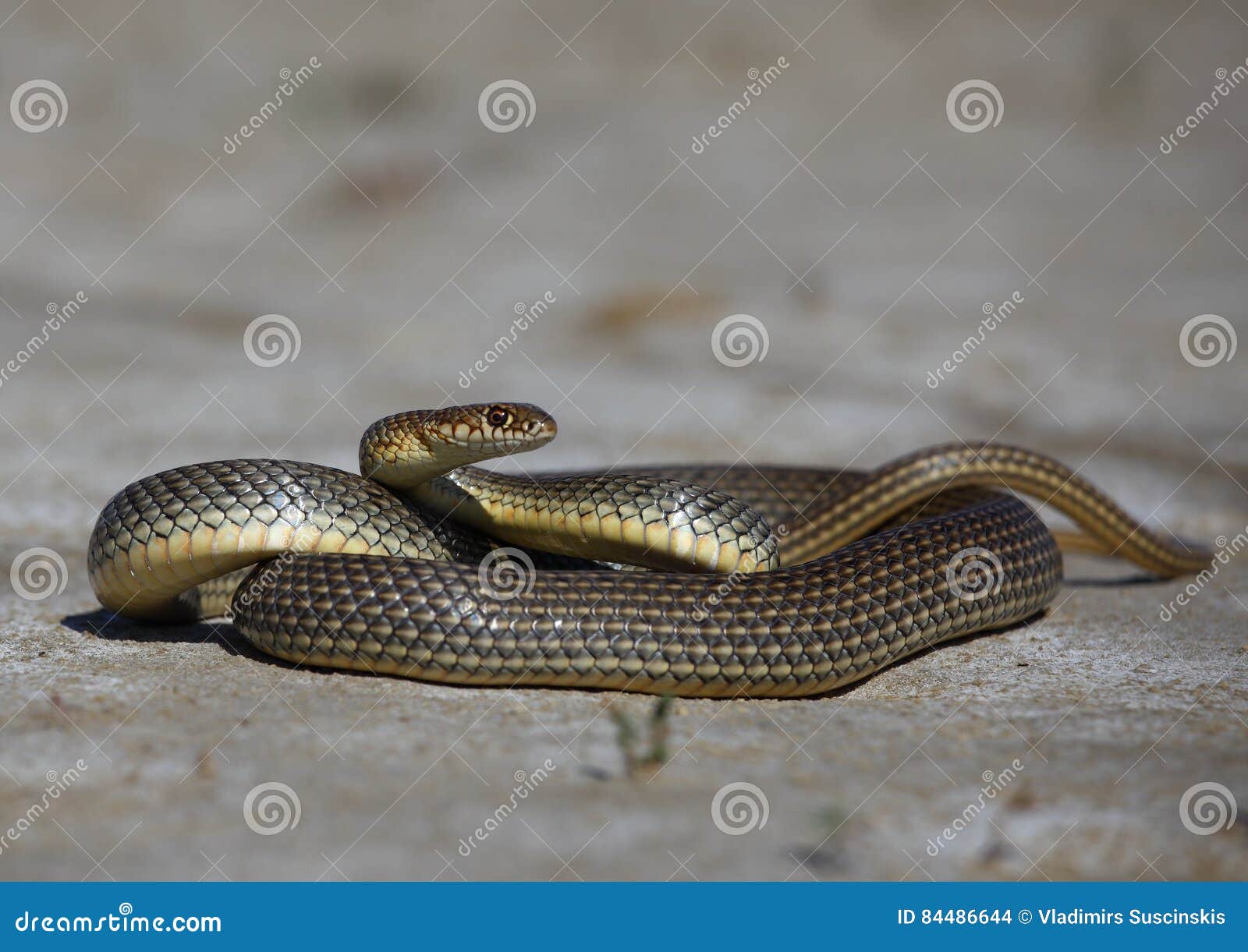 Caspian Whip Snake - Dolichophis Caspius Also Coluber Caspius, Known As ...