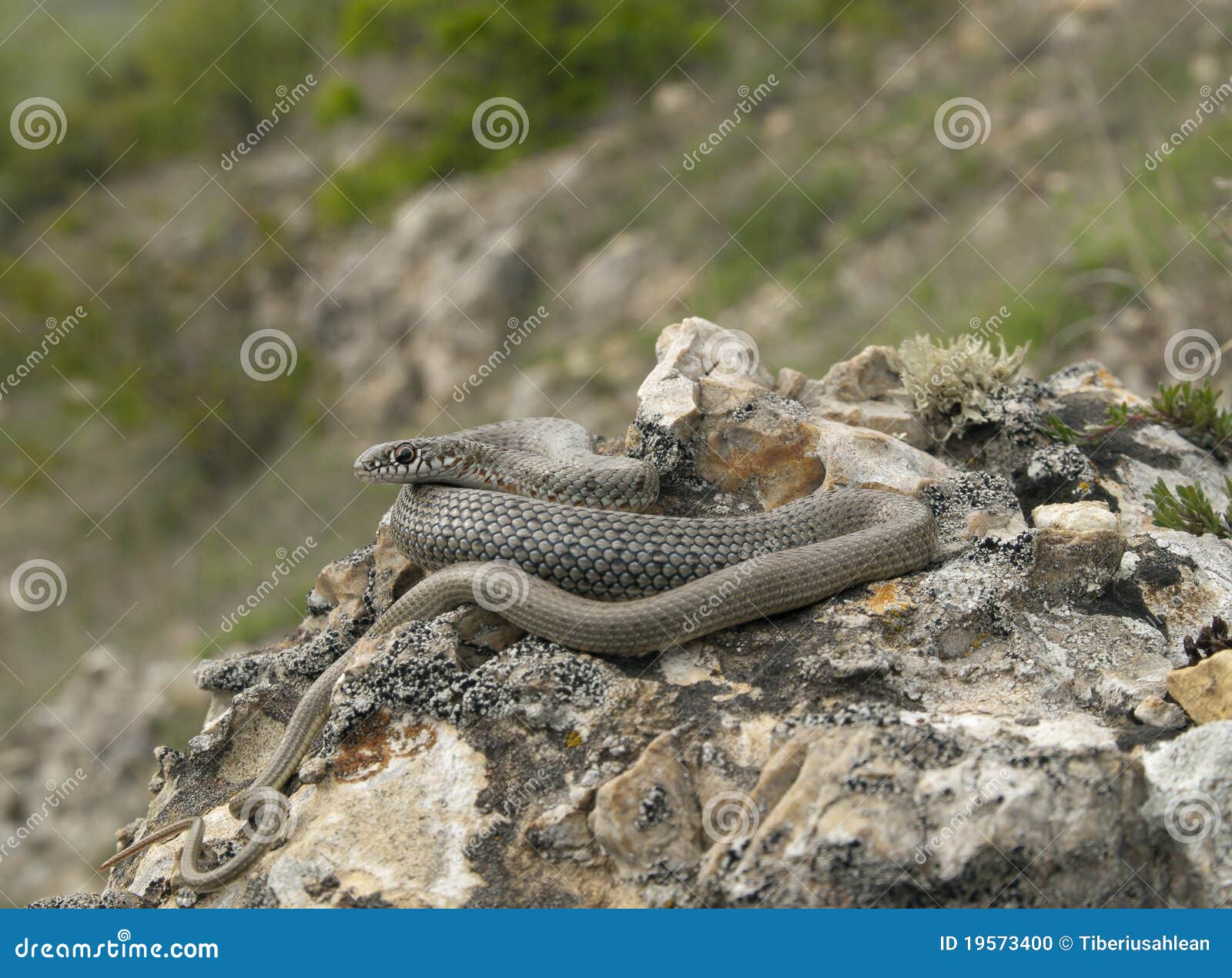 Caspian Whip Snake Sunbathing Stock Photo - Image of reptile ...