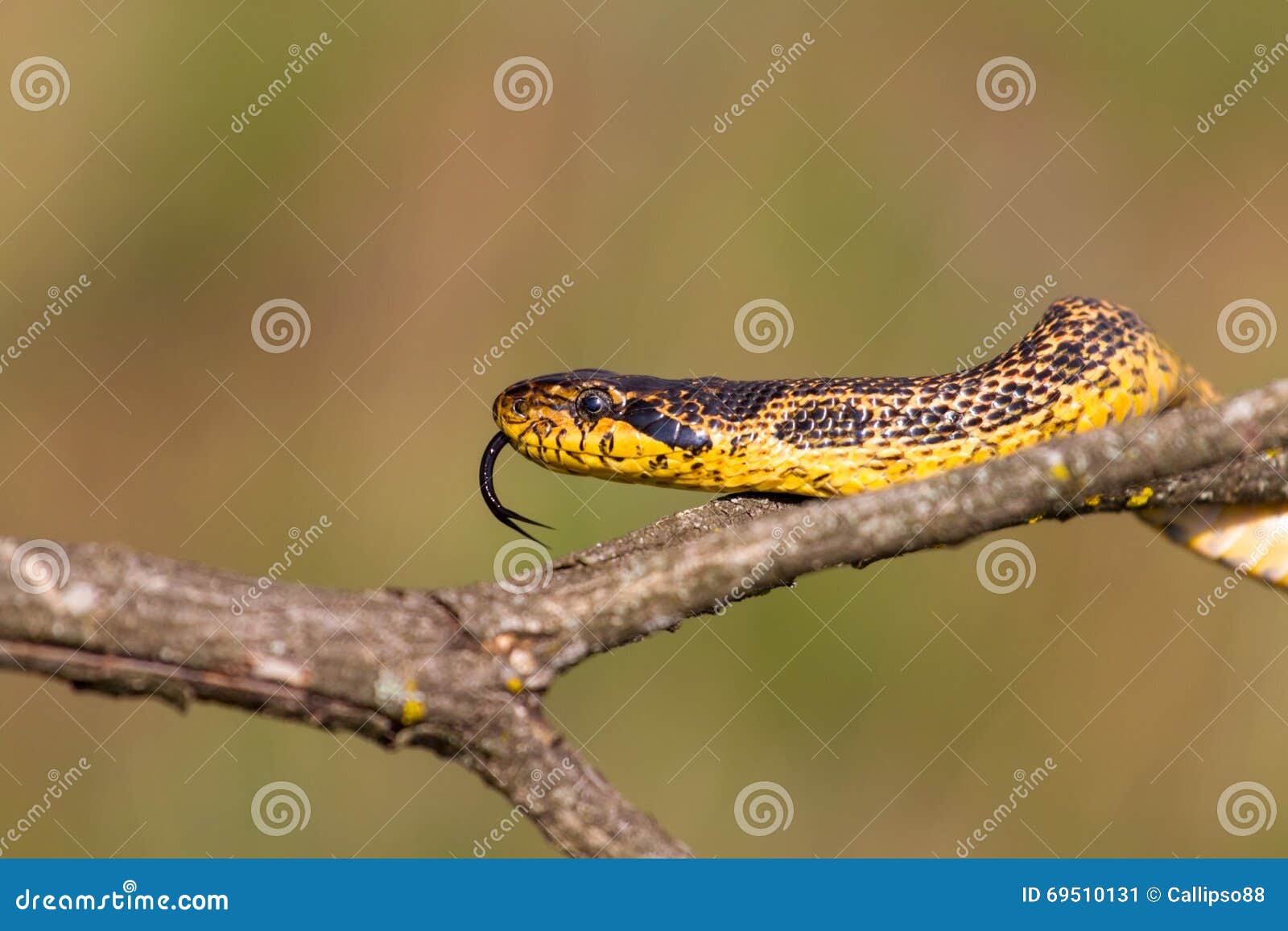 Caspian whip snake stock image. Image of attack, caspian - 69510131