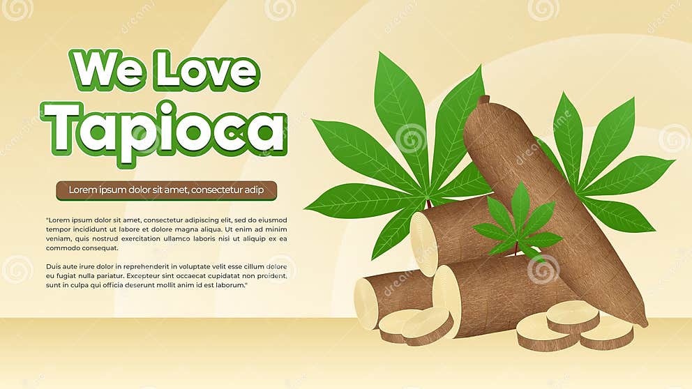 Cassava Tree Plant, we Love Tapioca, Manioc Cassava Roots Underground ...