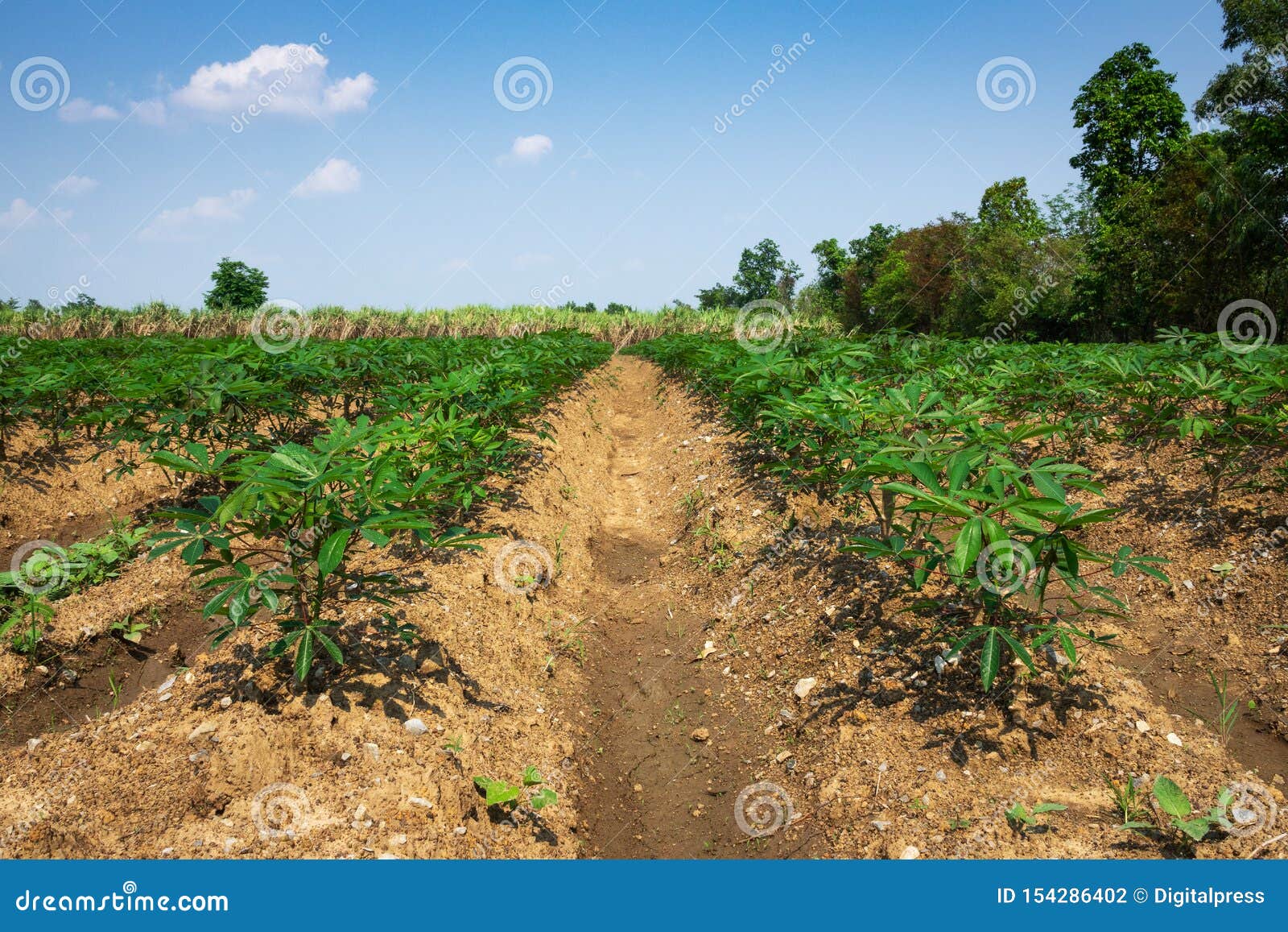 Cassava Agriculture stock photo. Image of outdoors, growth - 154286402