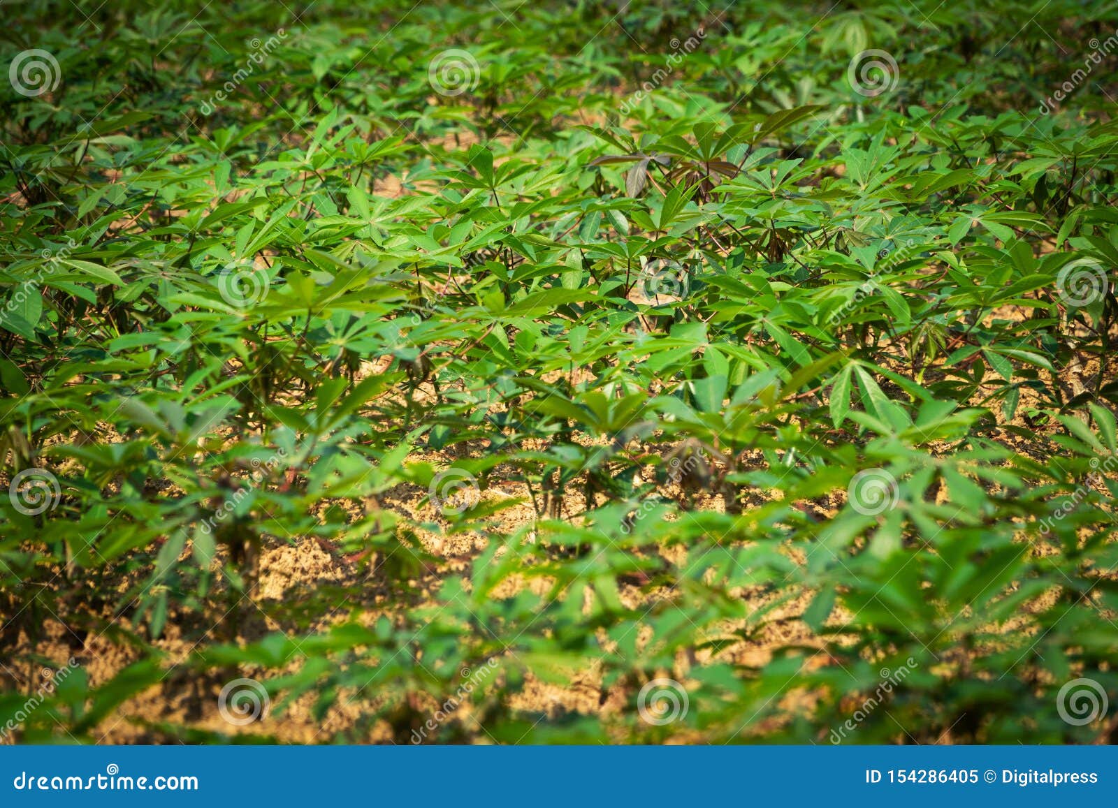 Cassava Agriculture stock image. Image of cassava, crop - 154286405