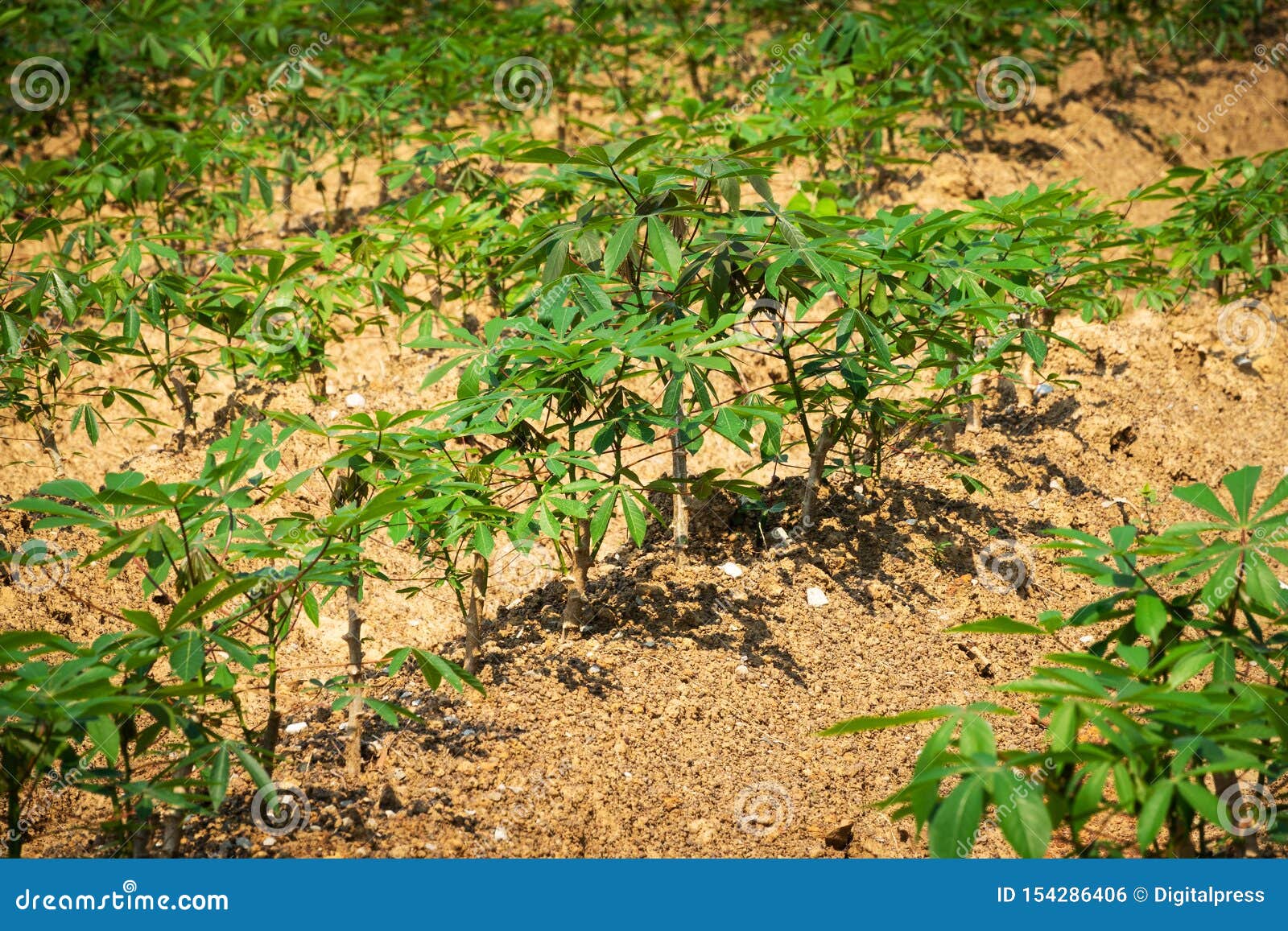 Cassava Agriculture stock photo. Image of people, root - 154286406