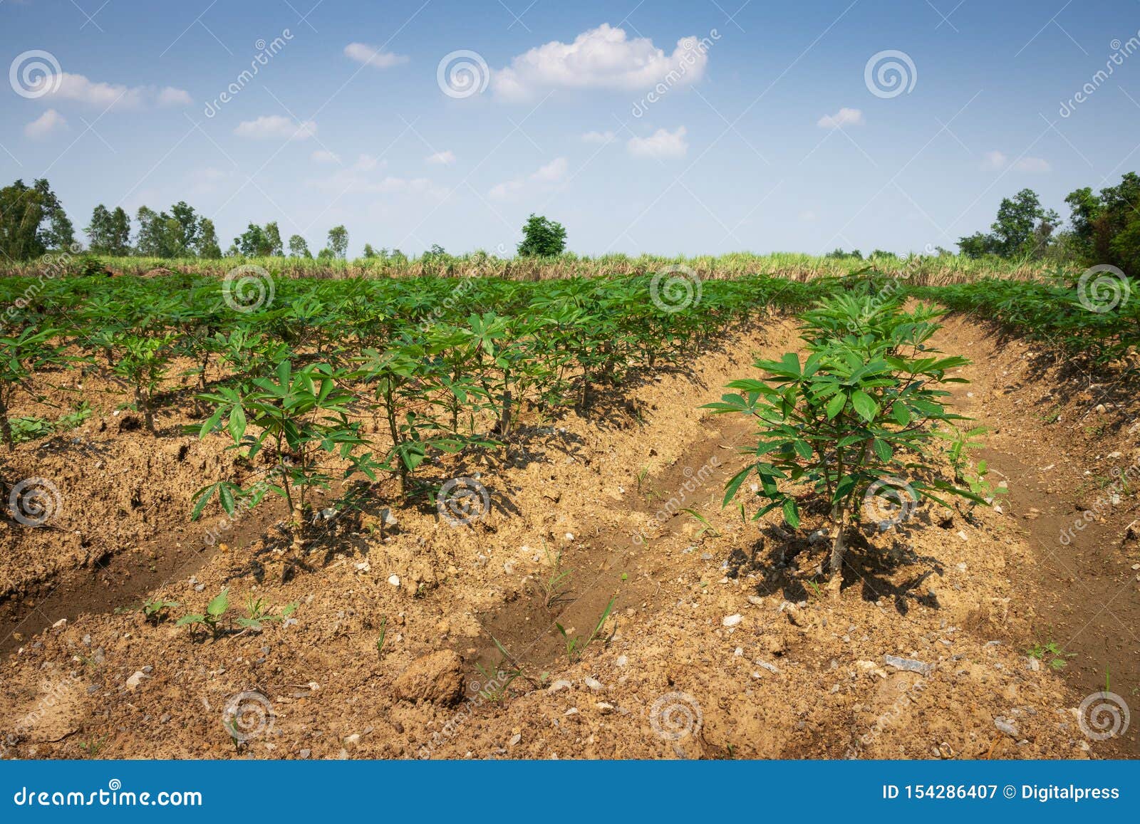 Cassava Agriculture stock image. Image of cultivated - 154286407