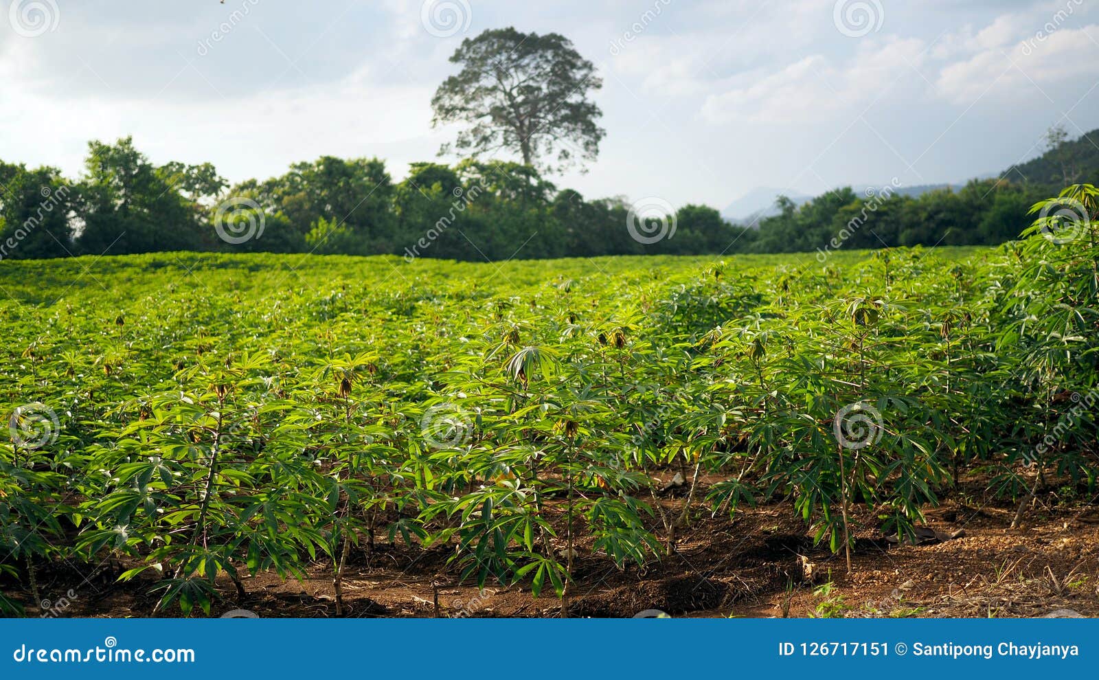 Cassava in the Beautiful Green Countryside. Stock Image - Image of ...