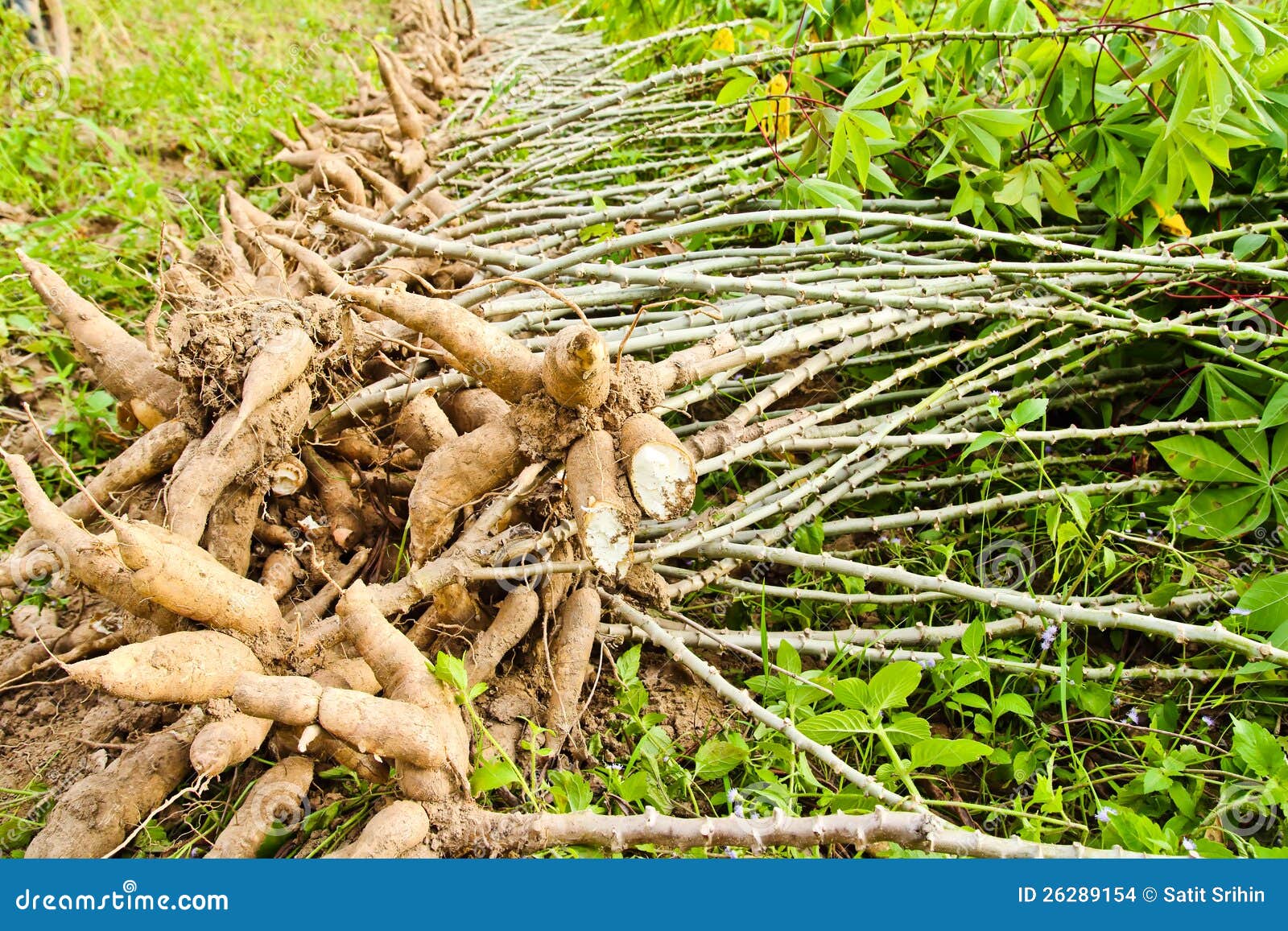 Cassava Bulb Cassava Tree Ground Stock Photos - Free & Royalty-Free ...