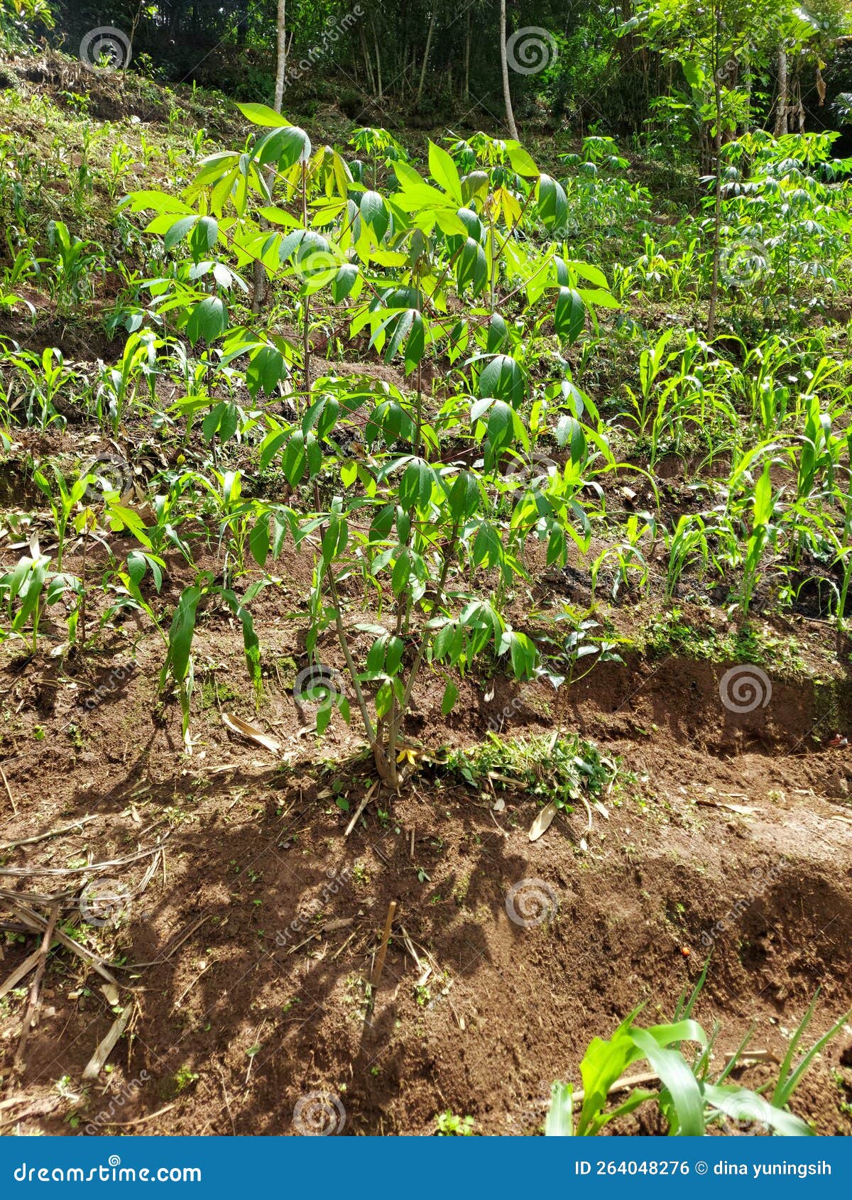Cassava and Corn Tree in Hilly Field Stock Photo - Image of cassava ...