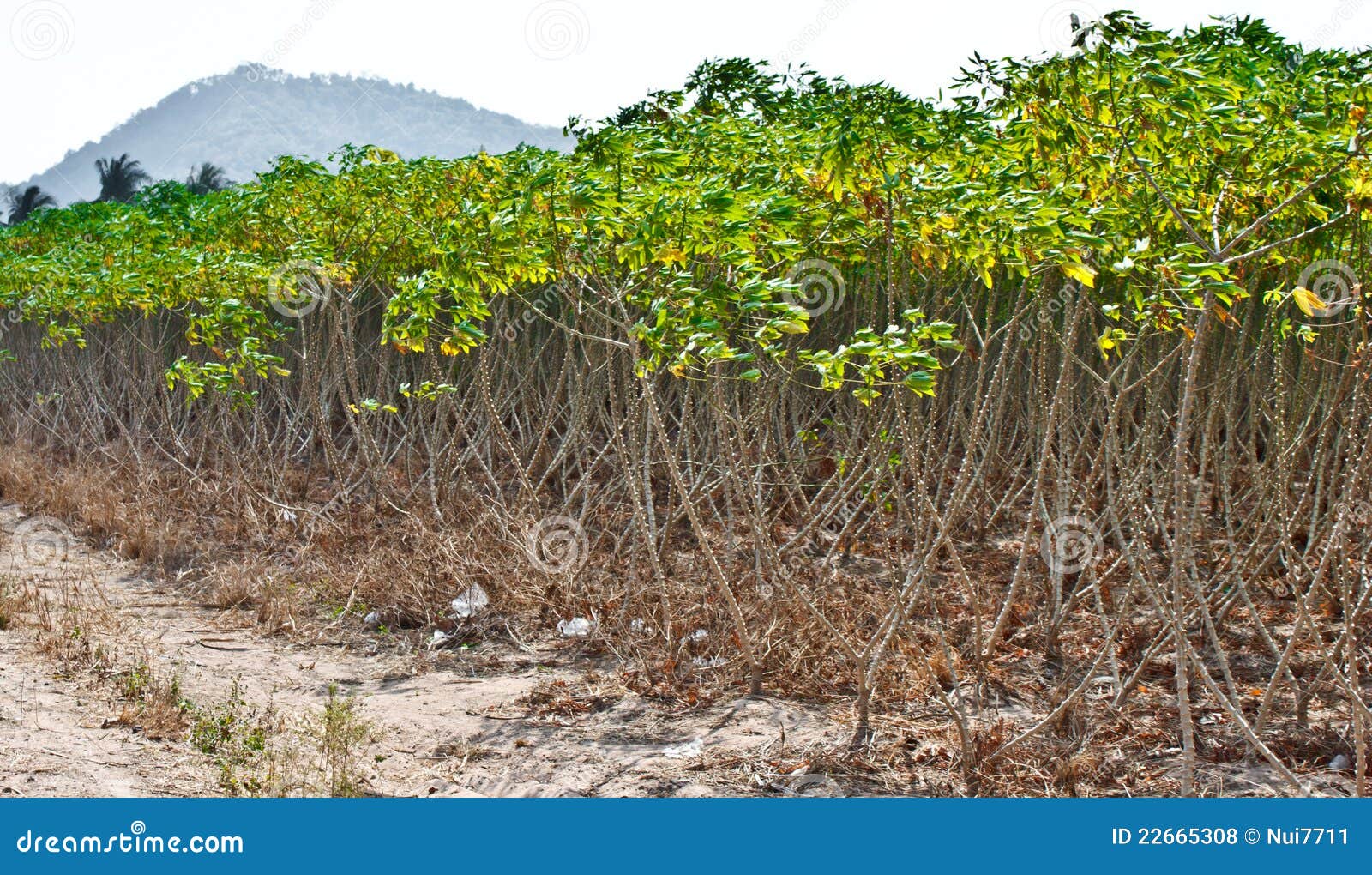Cassava crop stock photo. Image of farmer, climate, growing - 22665308