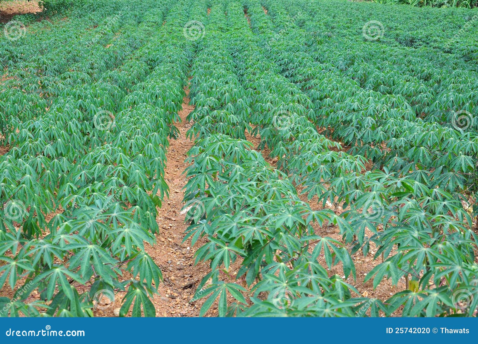 Cassava crop stock photo. Image of cultivate, blue, gasohol - 25742020