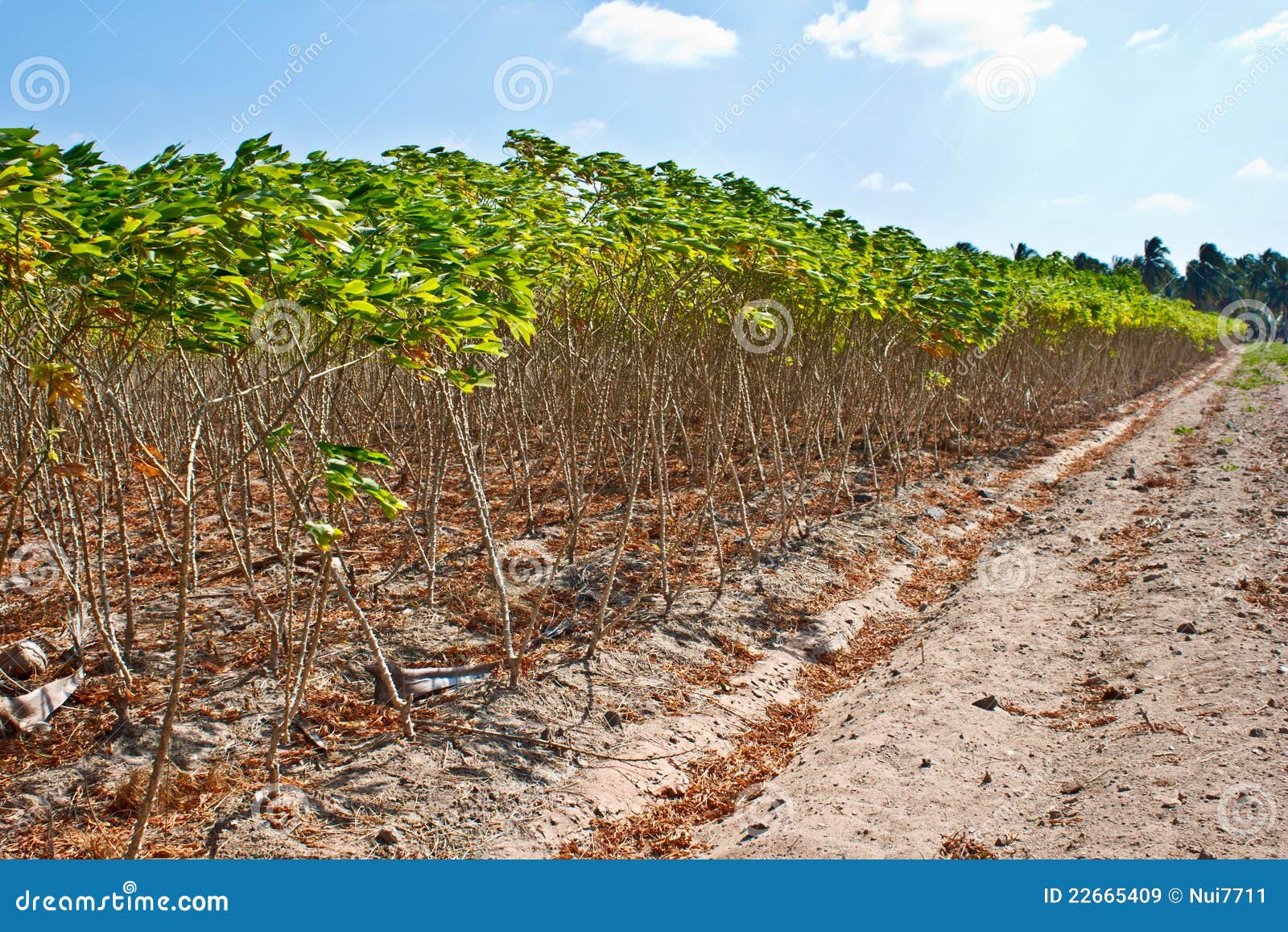 Cassava crop with blue sky stock image. Image of food - 22665409