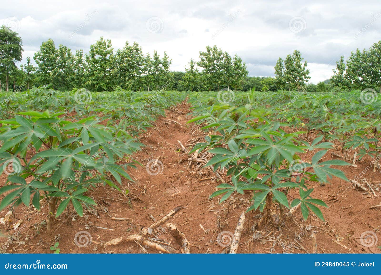 Cassava Crop Field Royalty Free Stock Photo - Image: 29840045