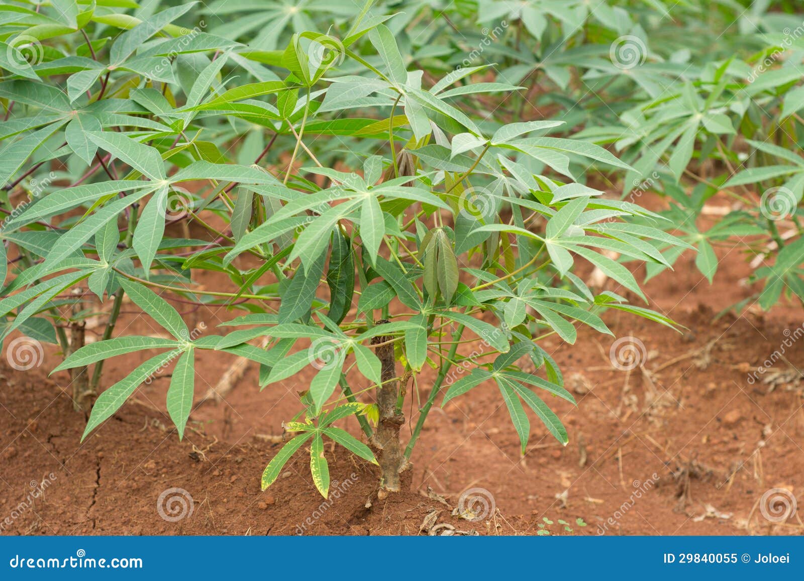 Cassava crop field stock image. Image of leaf, long, growing - 29840055