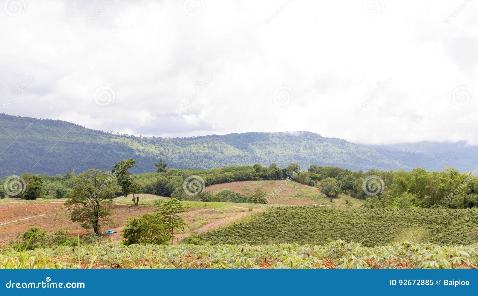 Cassava-cultivation Paddy with Mountian and Clear Blue Sky in ...