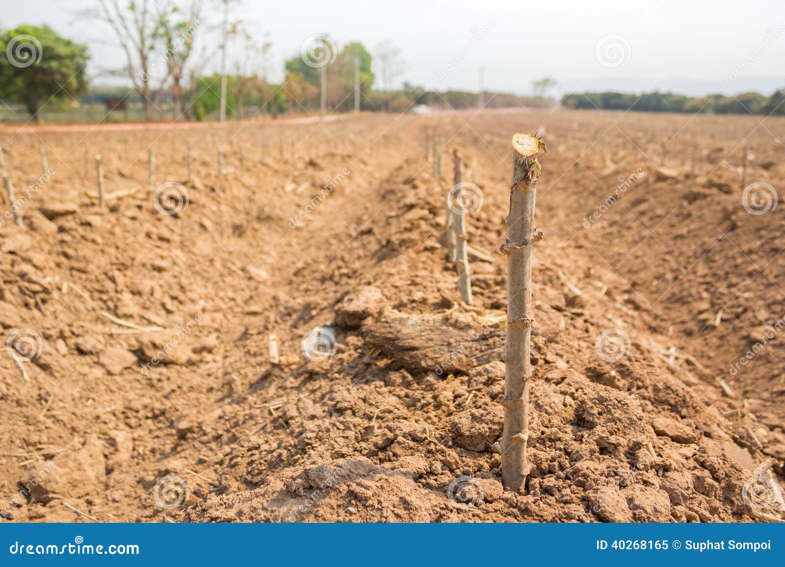 Cassava cultivation stock image. Image of planting, yuca - 40268165