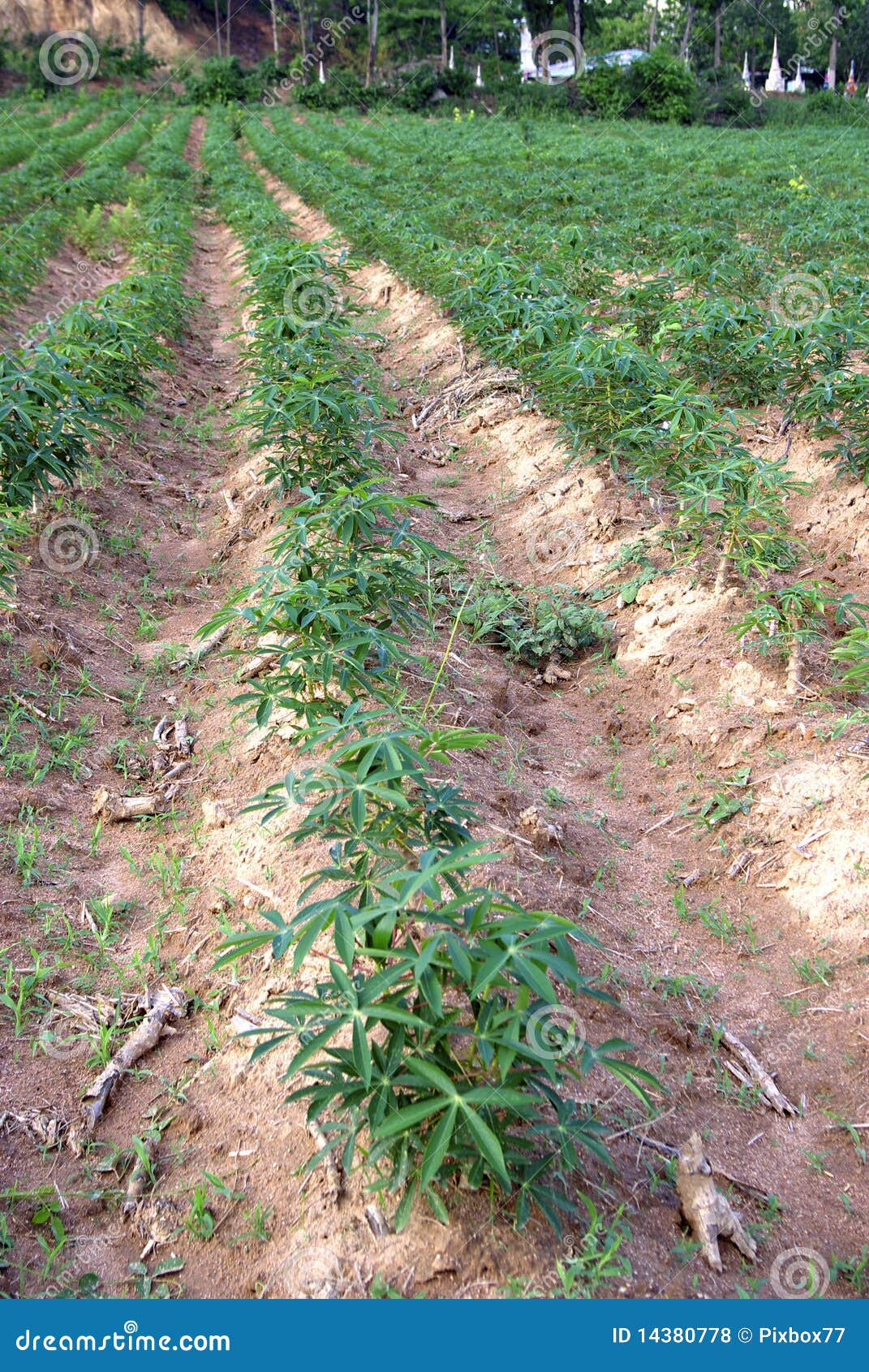 Cassava farm stock photo. Image of life, growing, foliage - 14380778