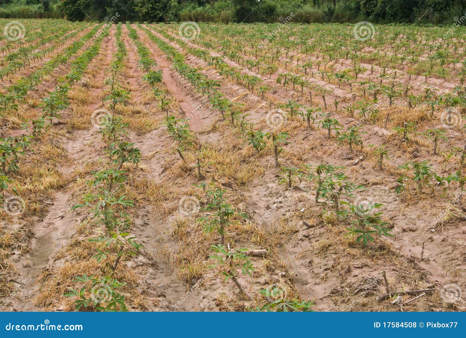 Cassava farm stock photo. Image of plants, asian, grown - 17584508