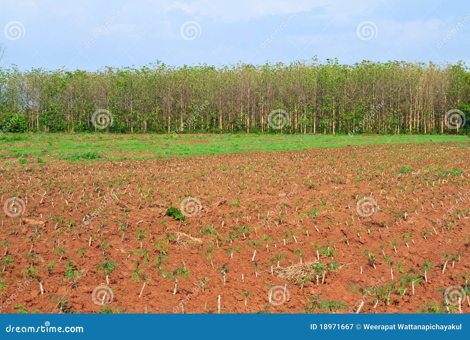 Cassava Farm Picture. Image: 18971667
