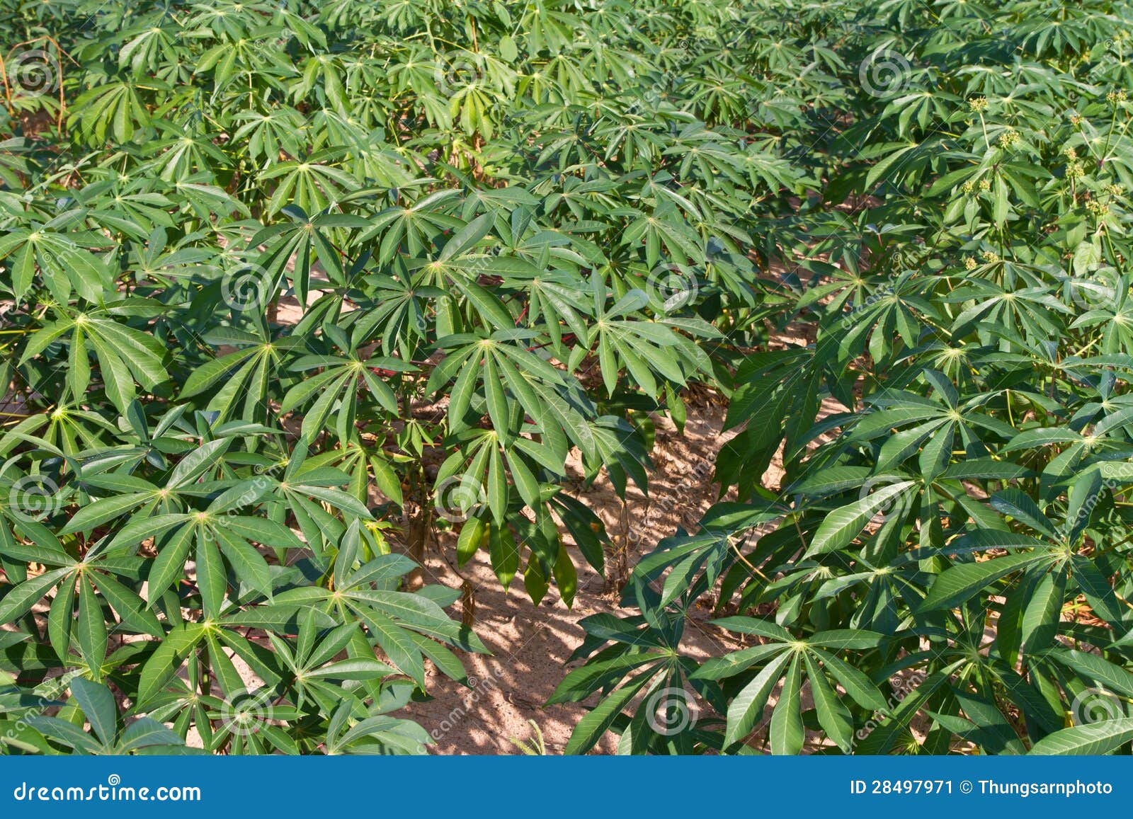 Cassava Farm Royalty-Free Stock Photography | CartoonDealer.com #28497971