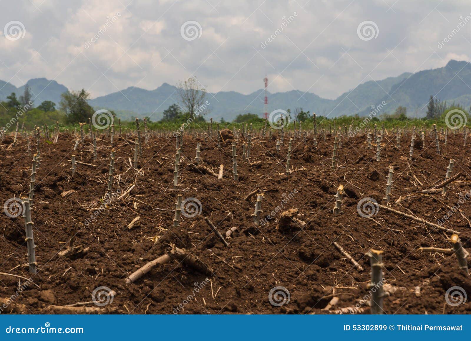 The Cassava Farm at the Countryside Stock Image - Image of ...