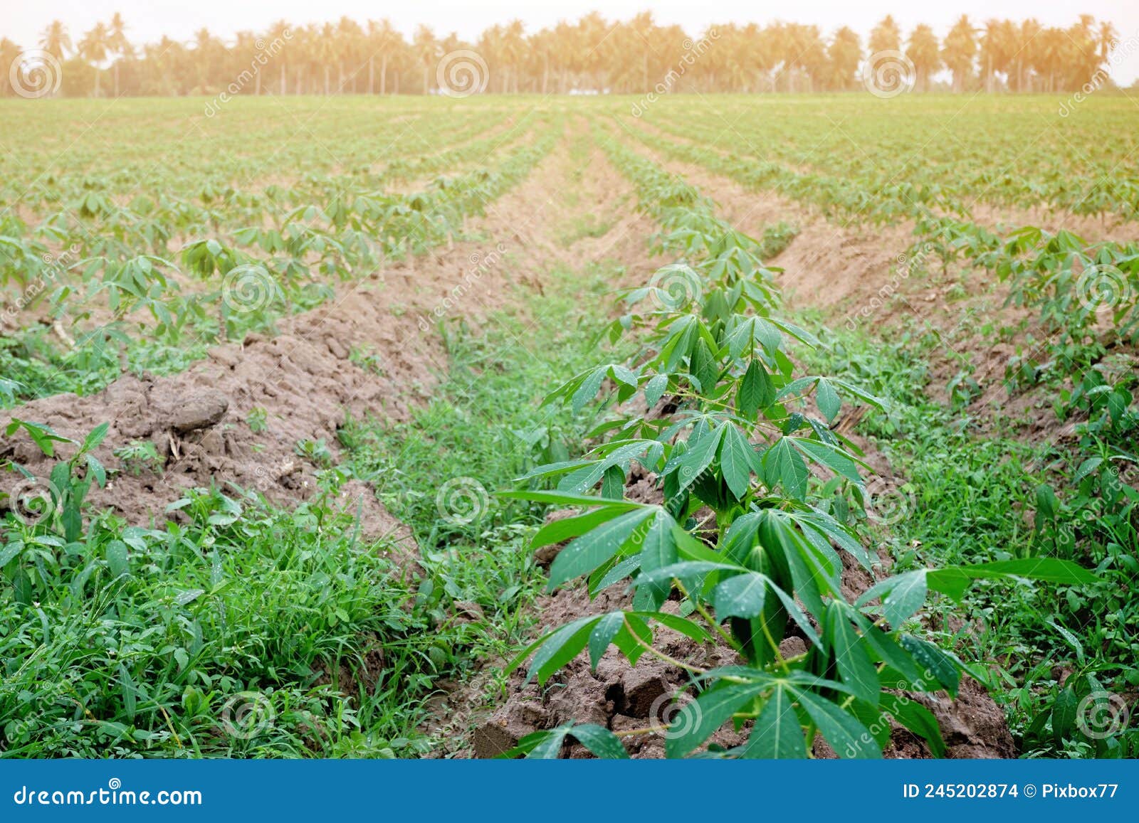 Cassava Farm with Day Light Stock Photo - Image of cultivated, farm ...