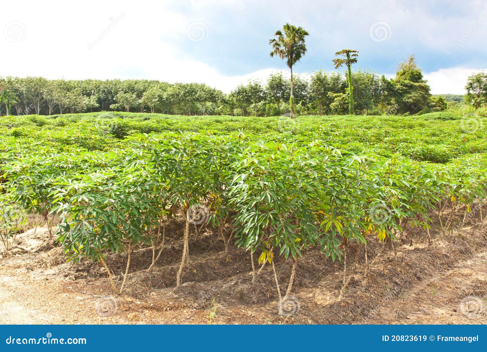 Cassava Farm and Plant Growth Stock Image - Image of crop, raise: 20823619