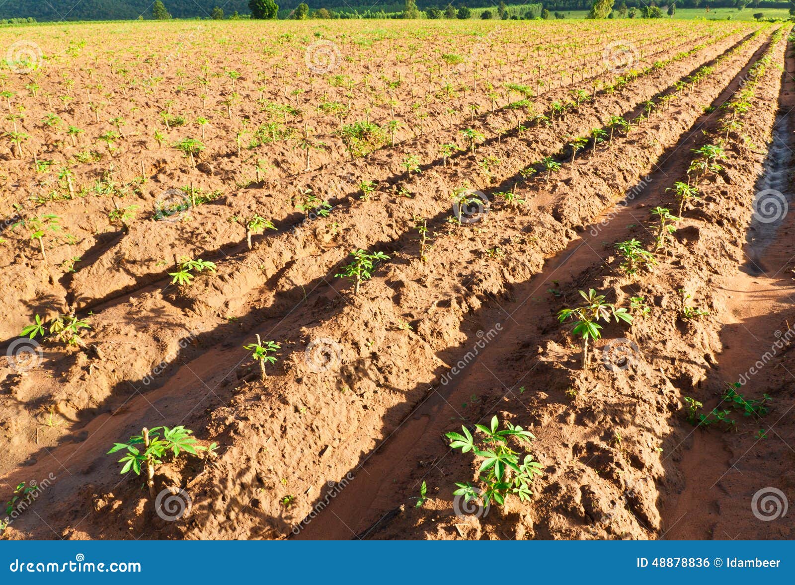 Cassava farm stock photo. Image of grow, corn, organic - 48878836