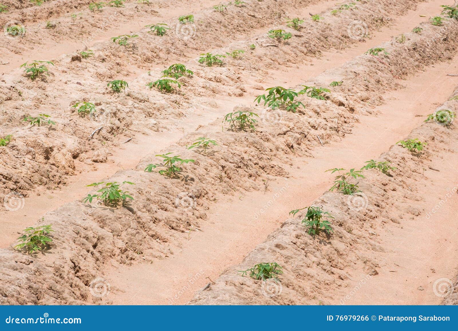 Cassava Farm stock photo. Image of cultivate, tropical - 76979266