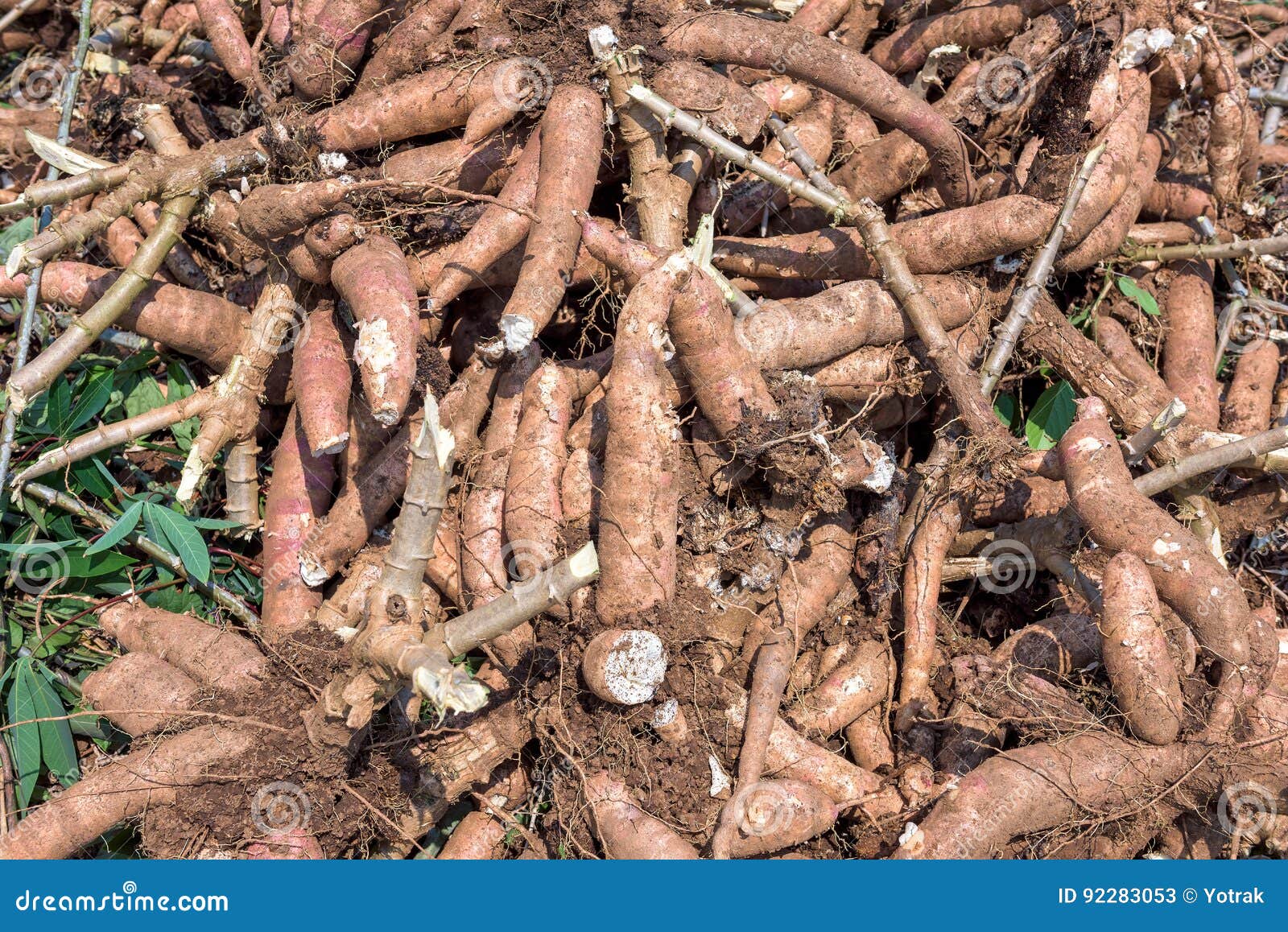 Cassava stock image. Image of health, long, exchange - 92283053
