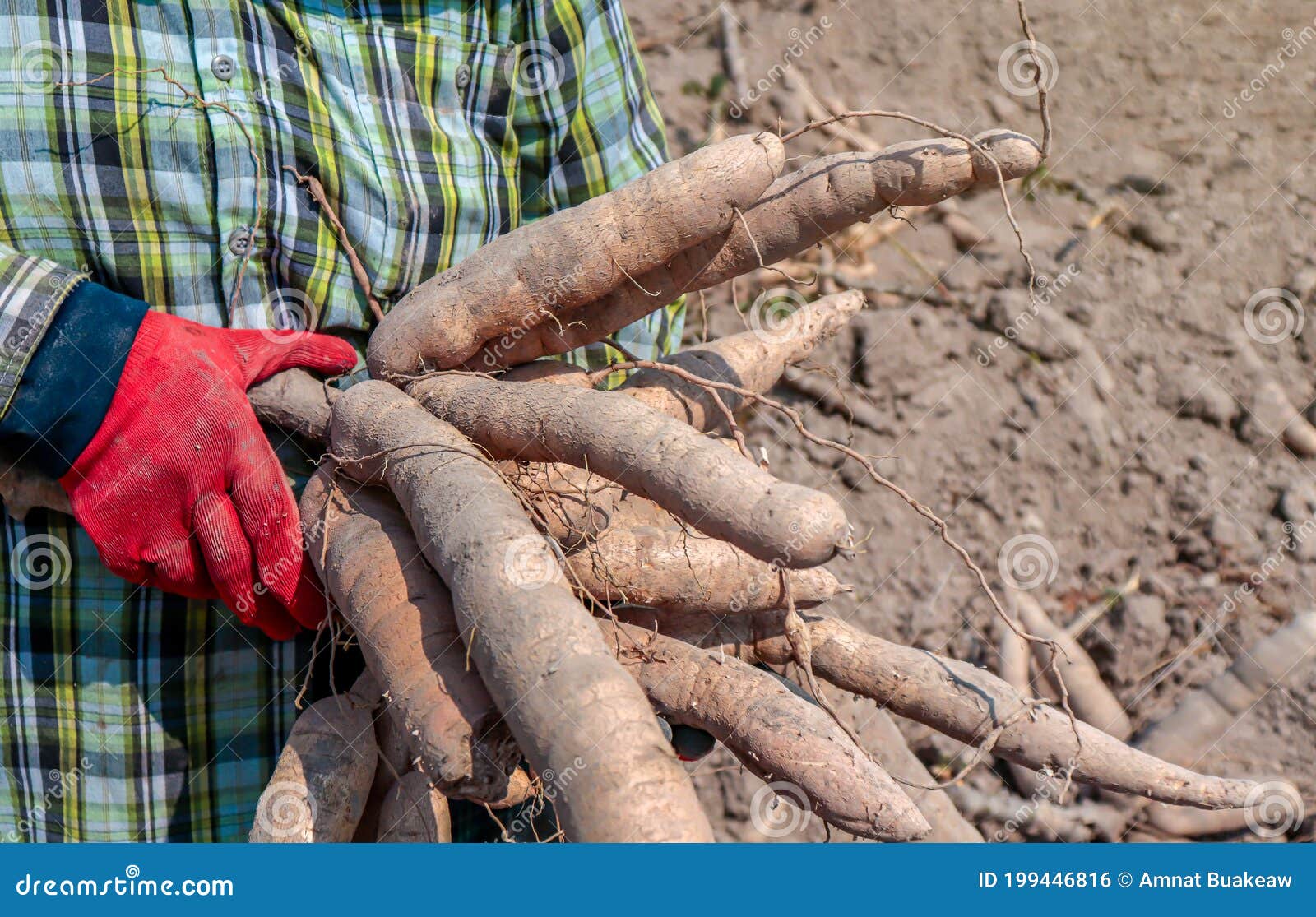 Cassava and Farmer in Fields Tapioca, Gardener Holding Cassava Root in ...