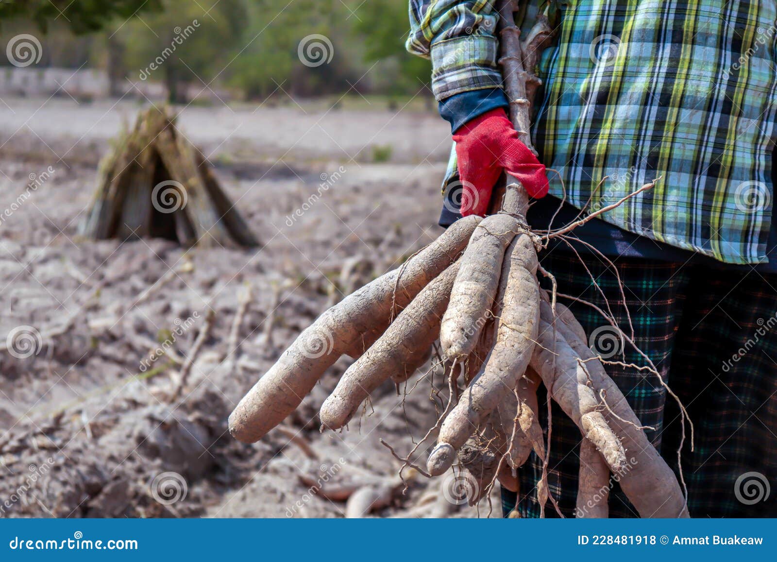Cassava and Farmer in Fields Tapioca, Gardener Holding Cassava Root in ...