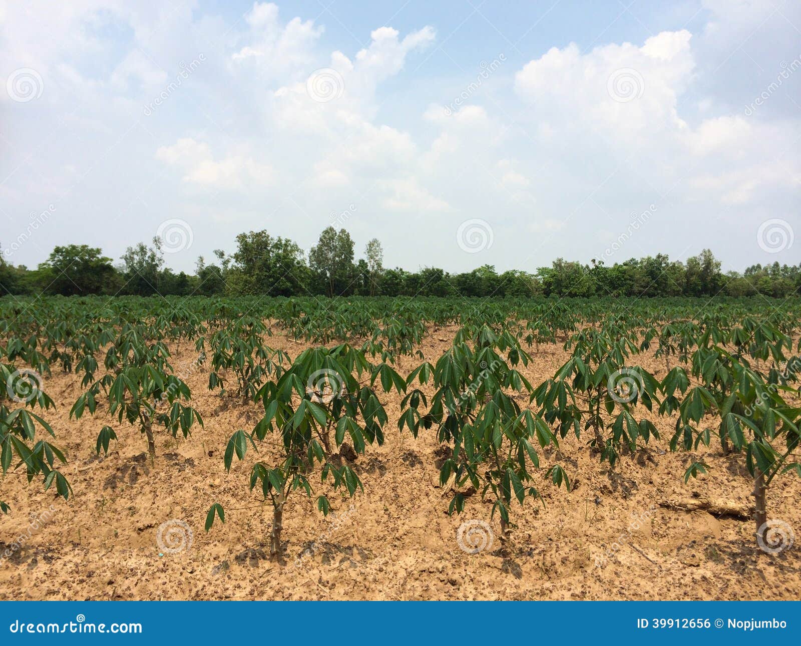 Cassava farming stock photo. Image of background, food - 39912656